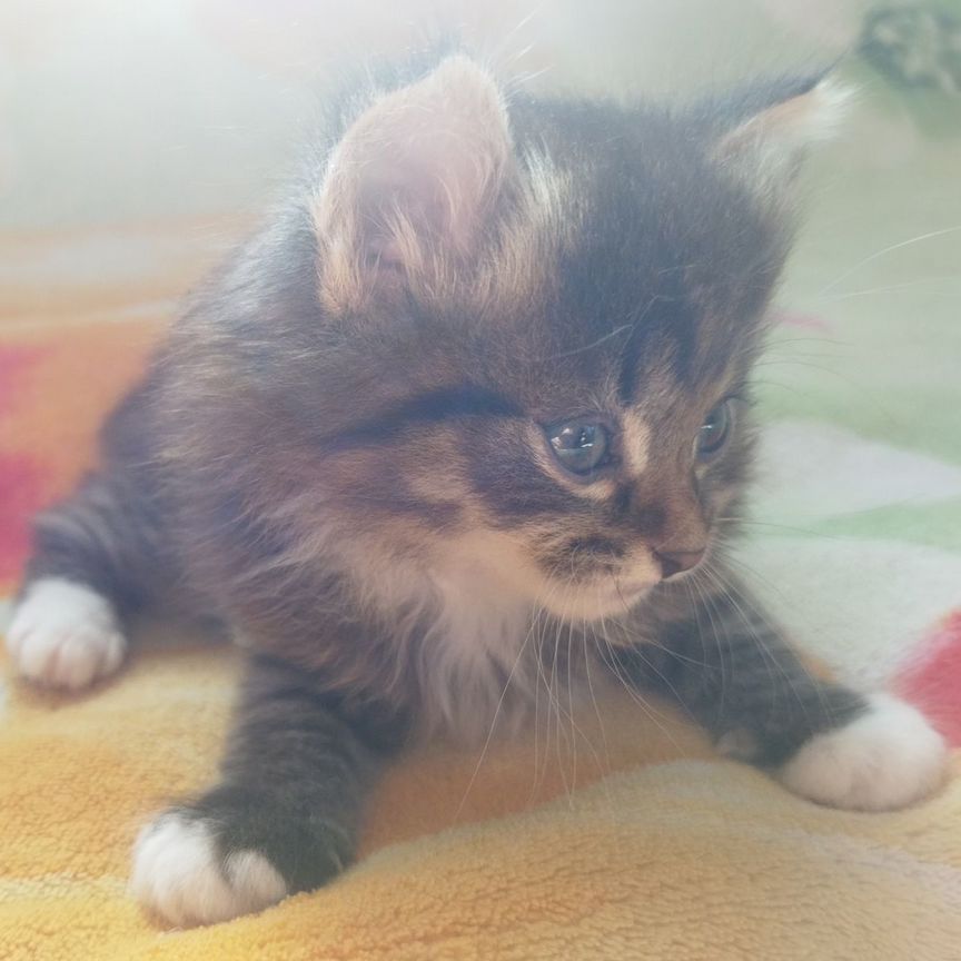 Сибирский котёнок