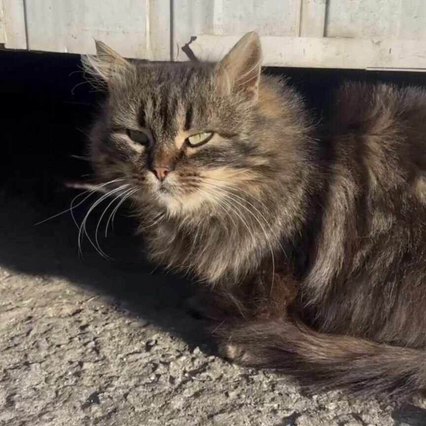 Пушистый комочек 3.5 месяцев