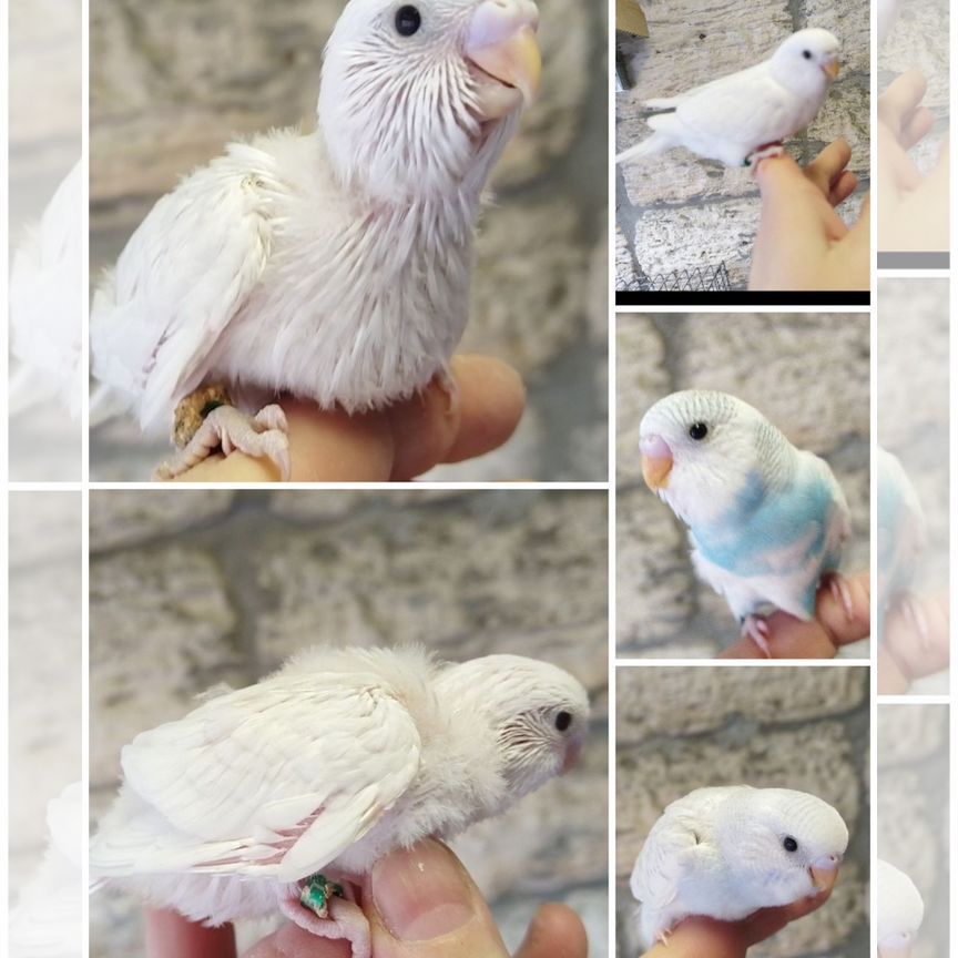 Попугай Волнистый с гнезда птенцы