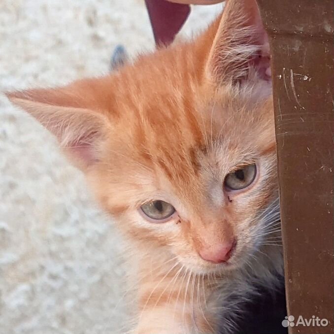 Котёнок котёночек котейка