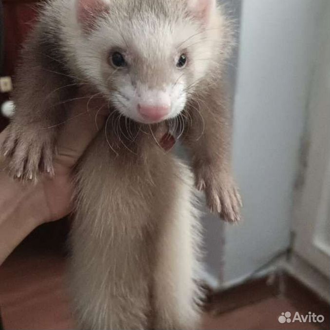 Хорек