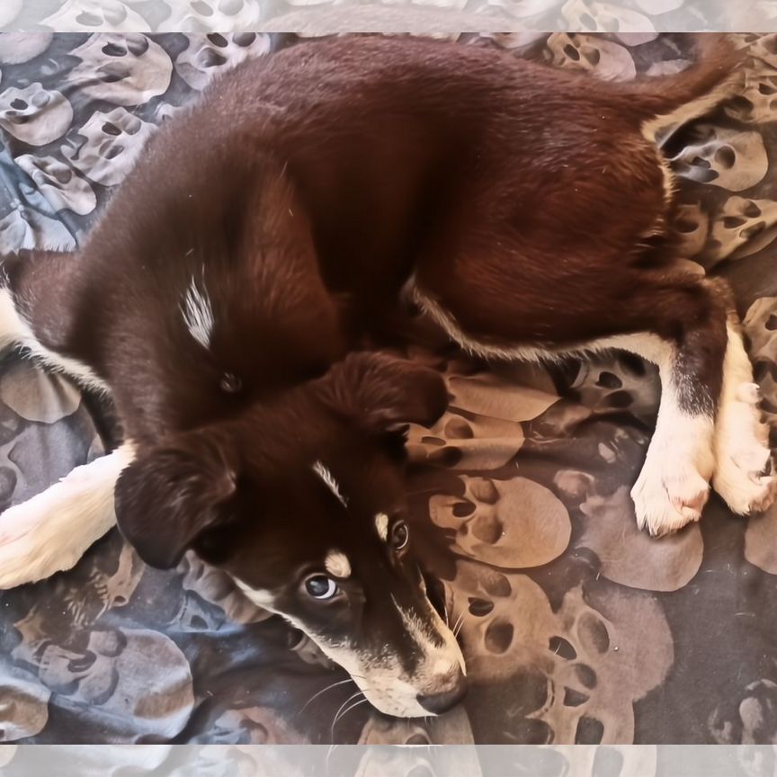 Сибирский хаски, щенок