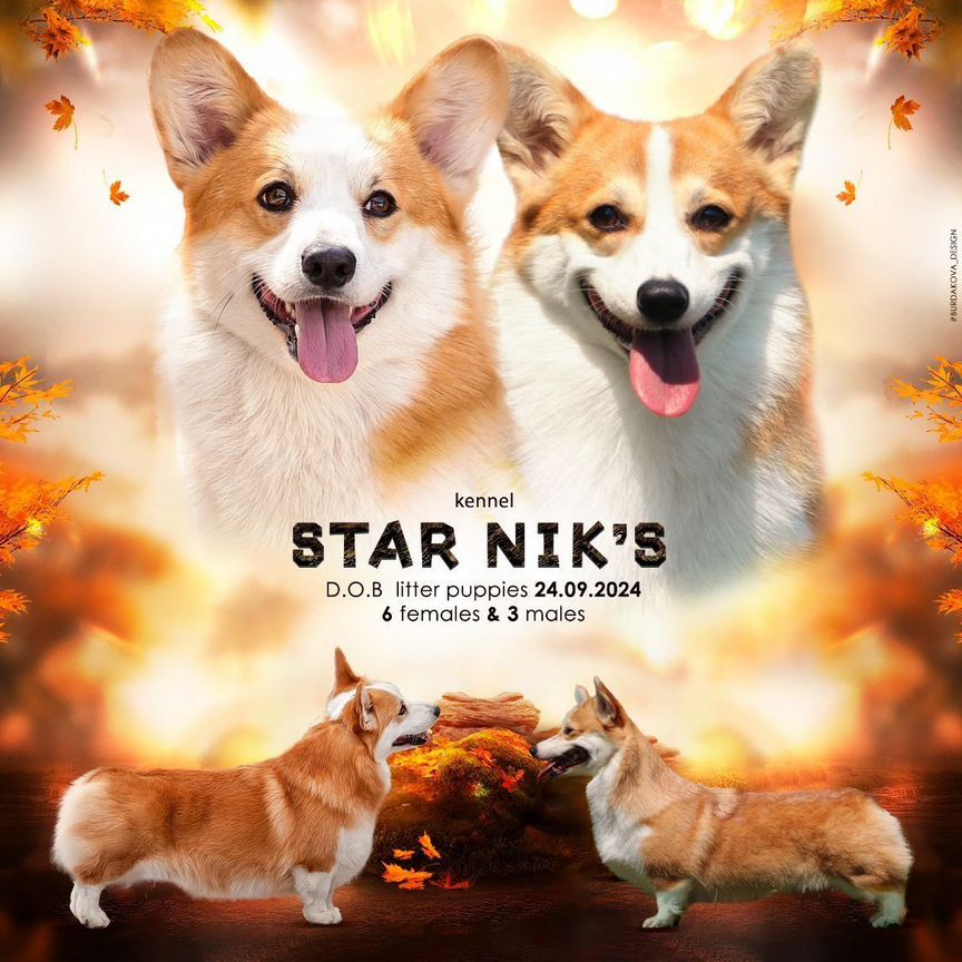 Шикарные щенки корги