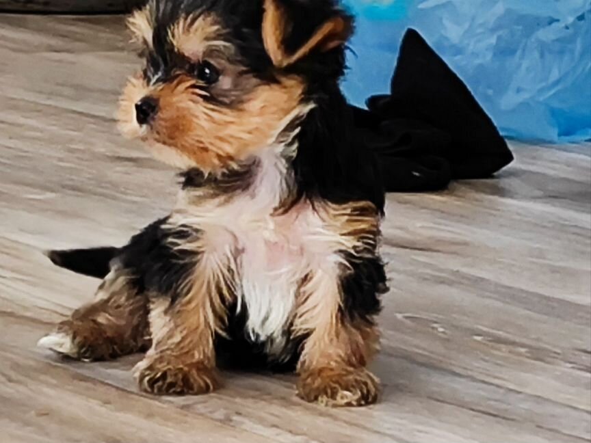 Йоркширский терьер щенки