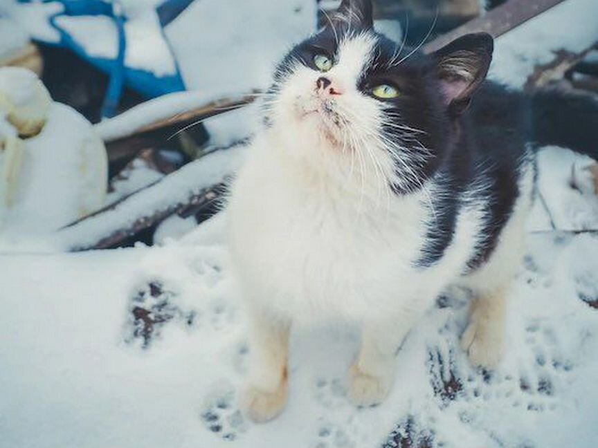 Кота кормят костями, надо спасать