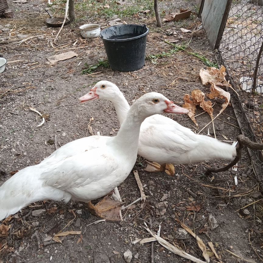 Селезень (индоутка) на развод с подругой