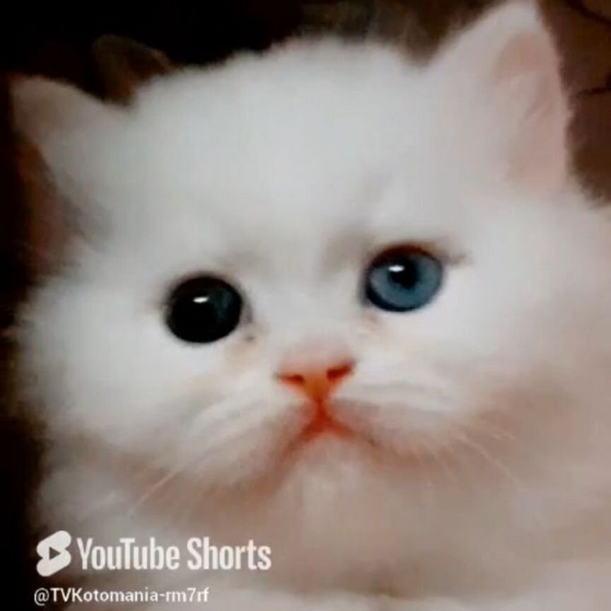 Эксклюзивная разноглазая куколка