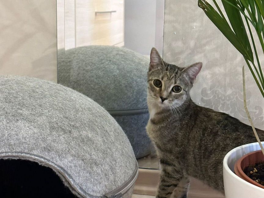 Кошечка Молли, 6 месяцев