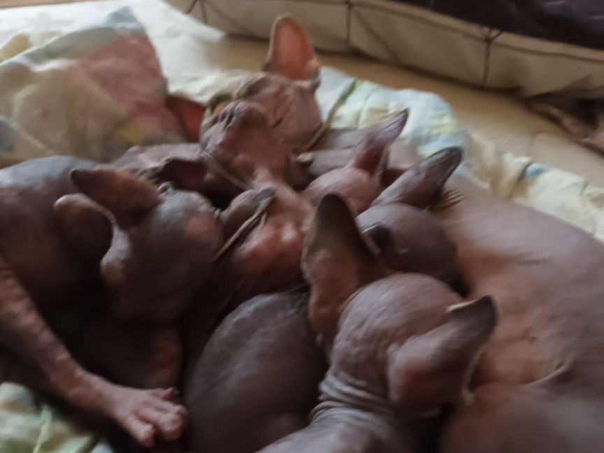 Продам котят Канадского Сфинкса