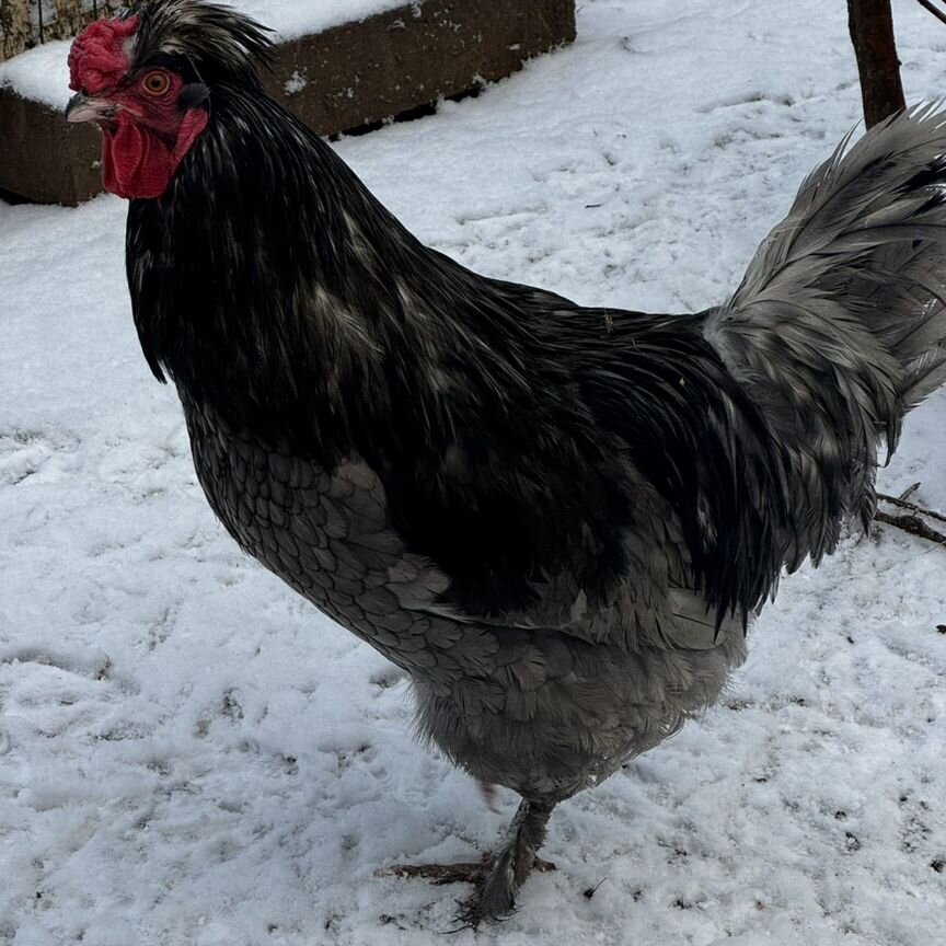 Домашние молодые петухи