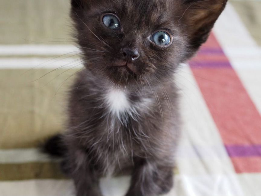 Котенок "инопланетянин" Гума 1,5 месяца в дар