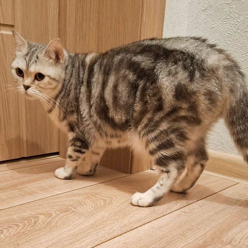 Отдам кошку в добрые руки шотландскую мрамор