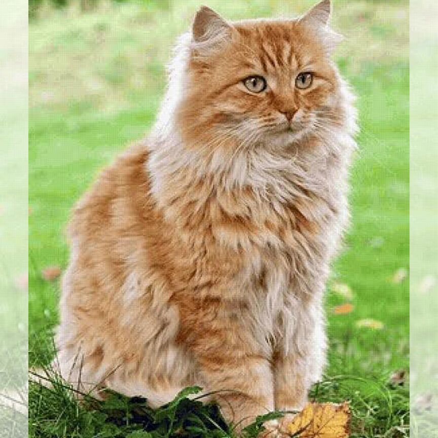 Взрослая, кошка в добрые руки