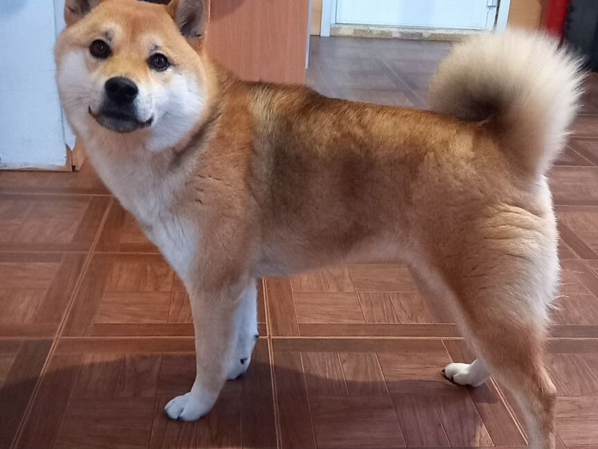 Вязка сиба ину сука