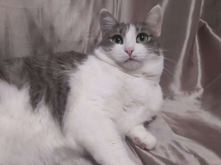 Кошка в дар