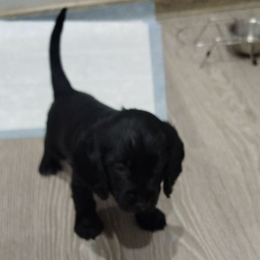 Русский охотничий спаниель, щенок