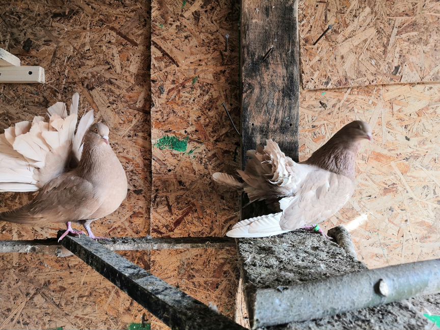 Голуби павлины