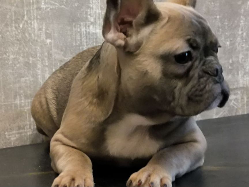 Французский бульдог с цветной генетикой