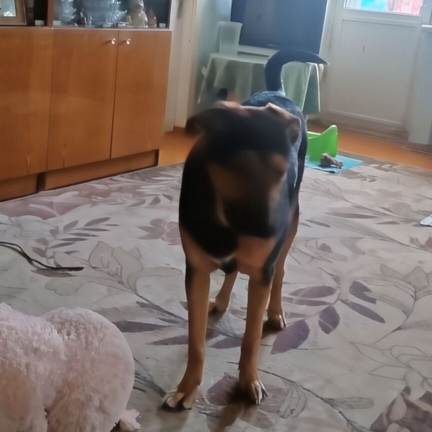 Немецкая овчарка, щенок