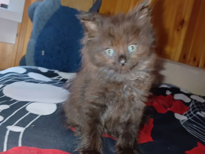 Кот в дар бесплатно