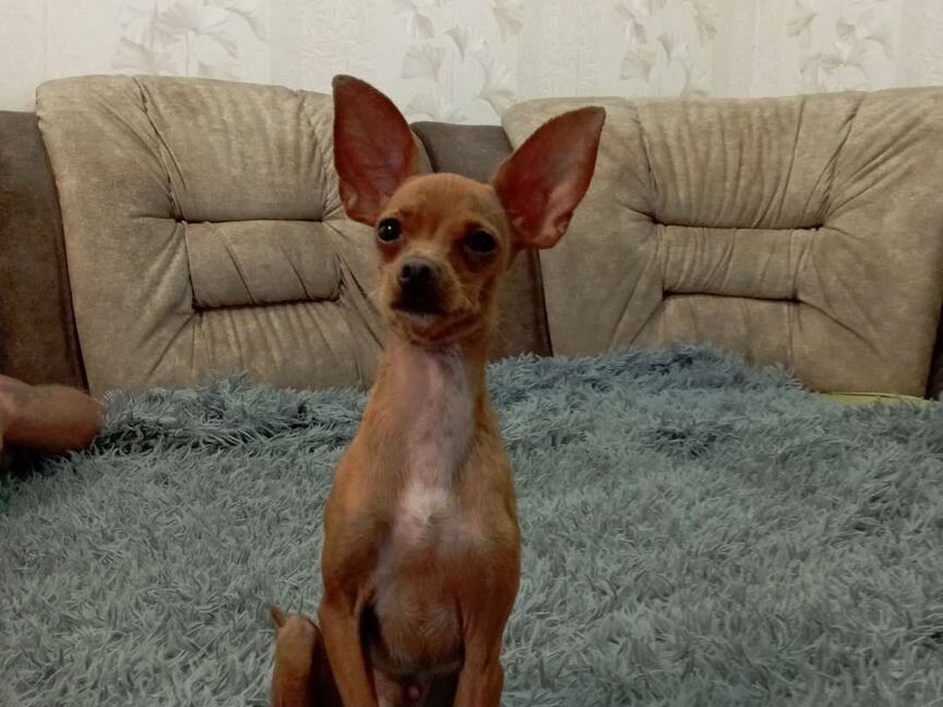 Мини той-терьер вязка