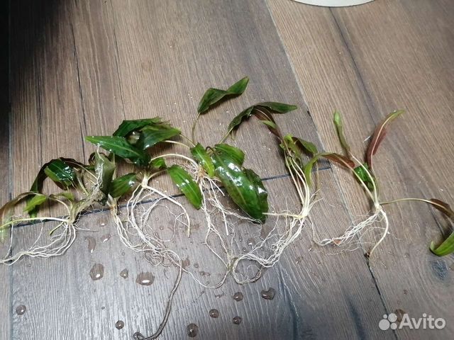 Криптокорина родственная купить в Москве | Животные и зоотовары | Авито
