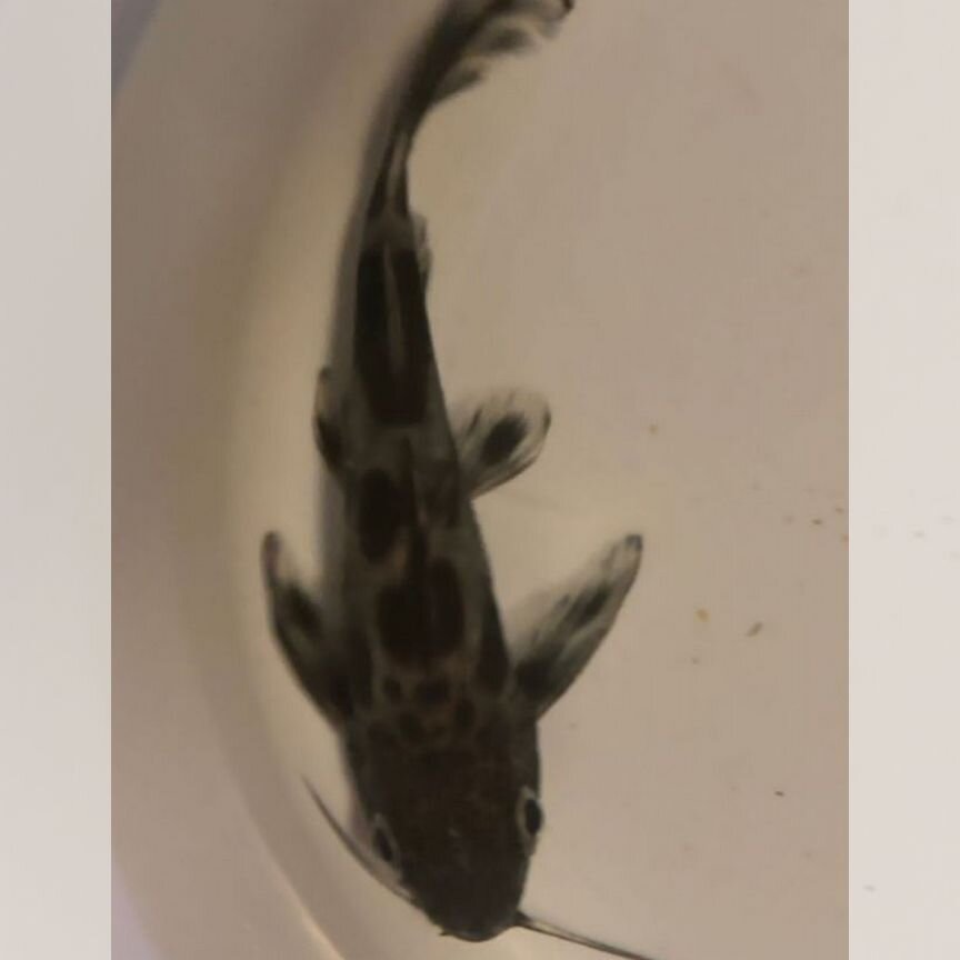 Синодонтис