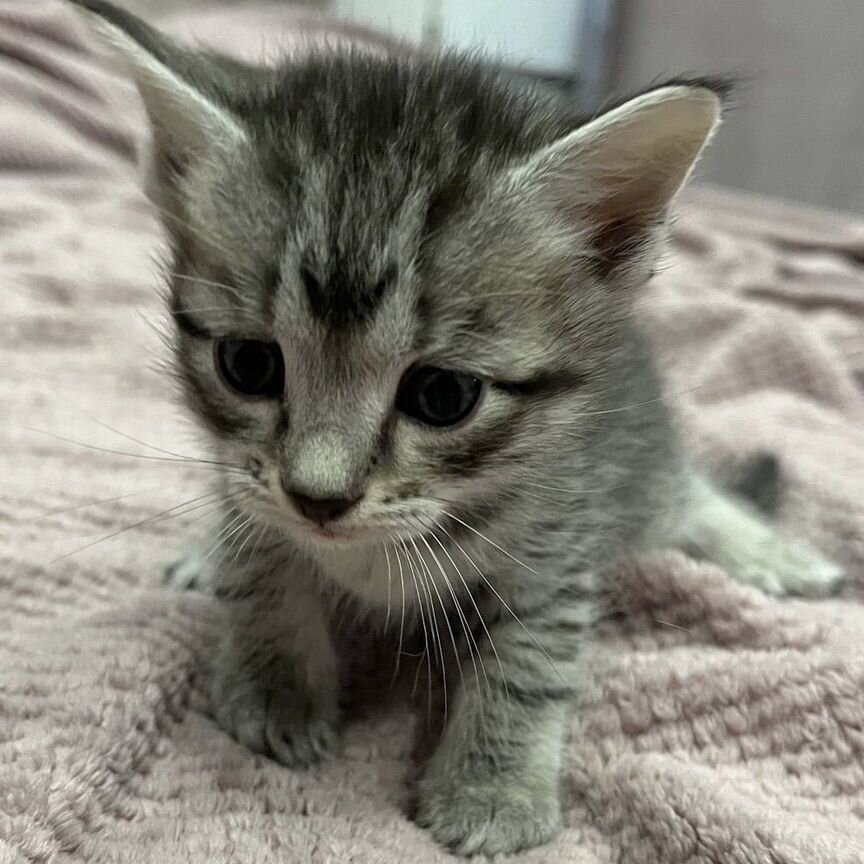 Сибирский котёнок