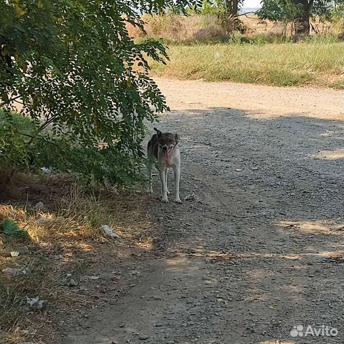 Собака в поле