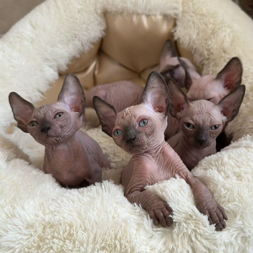 Канадский сфинкс