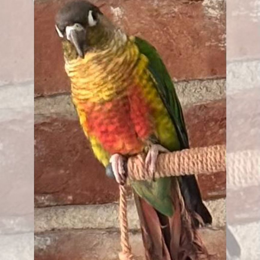 Попугай перрура