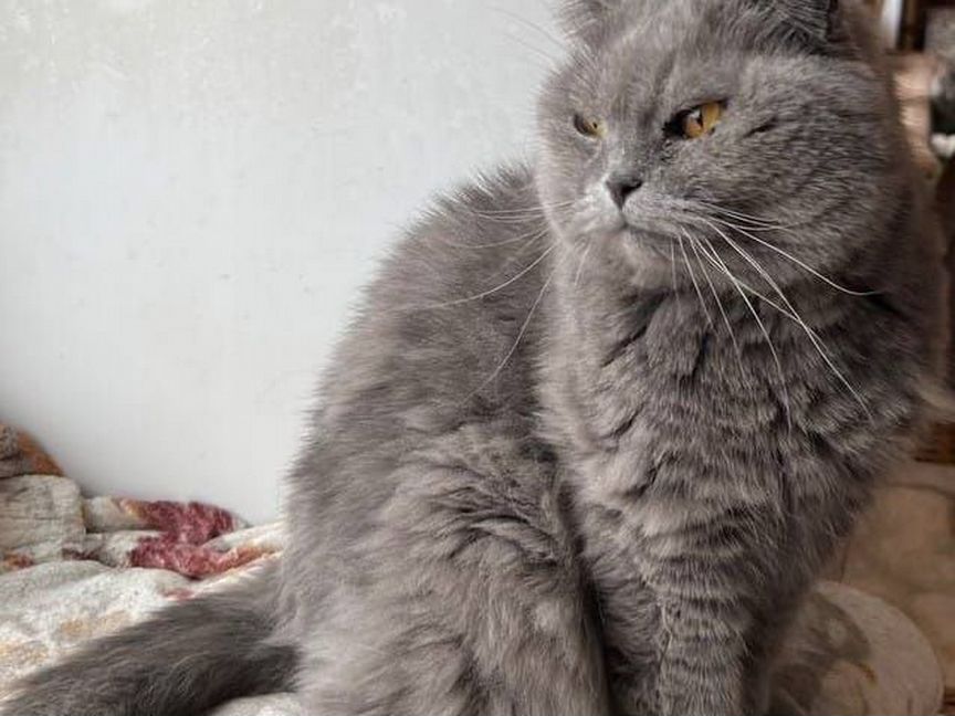 Кошка