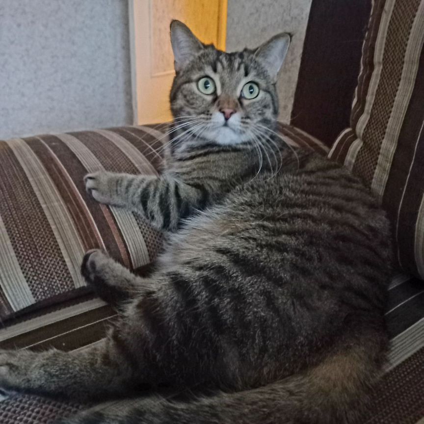 Котик в поисках дома