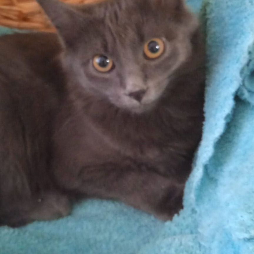 Котята разного окраса. В дар