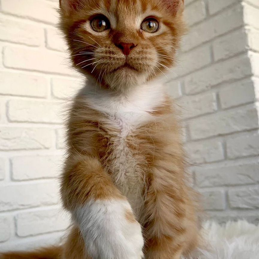 Котята мейкун