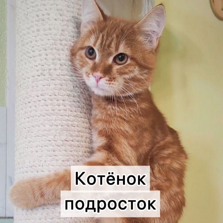 Котёнок в добрые руки