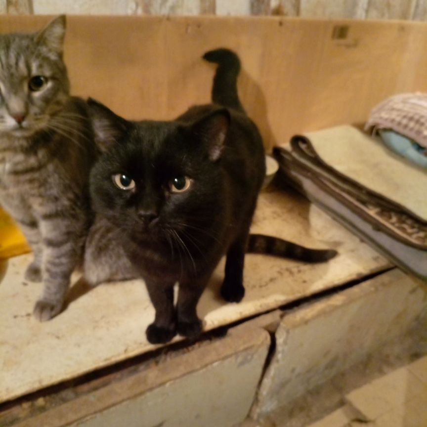 Котики в беде