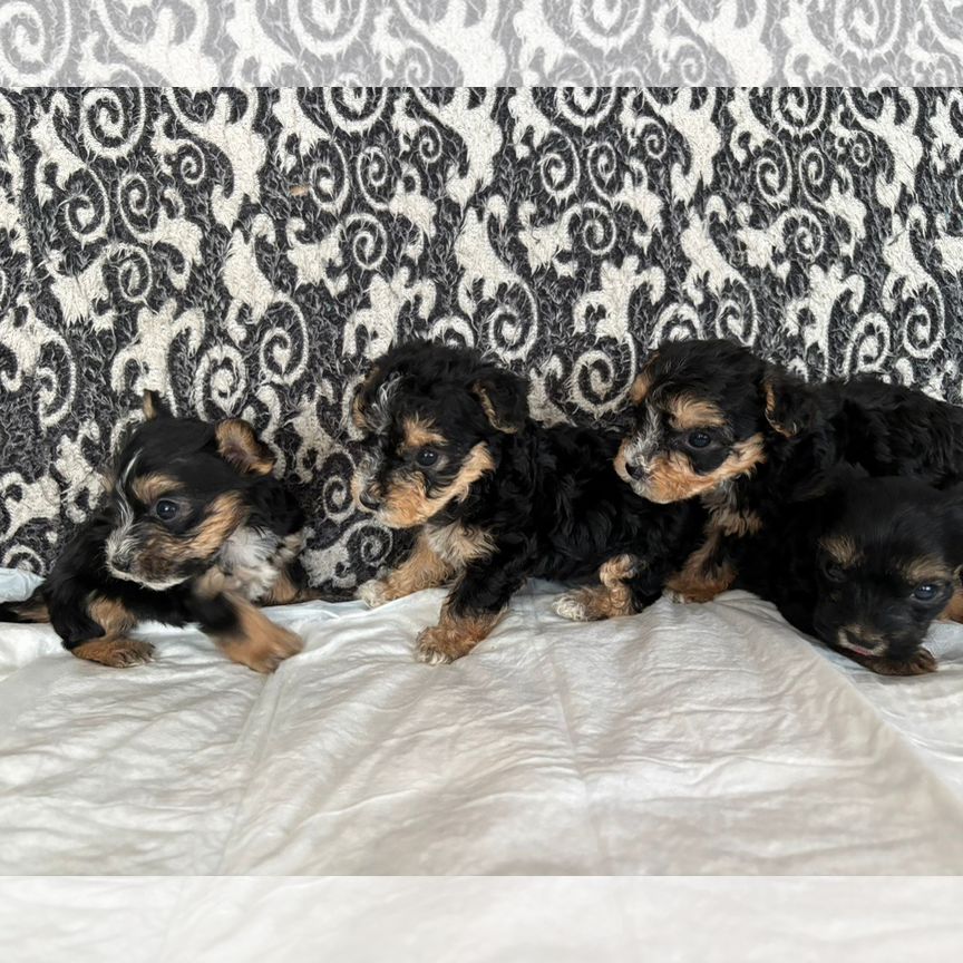 Йоркширский терьер, щенок