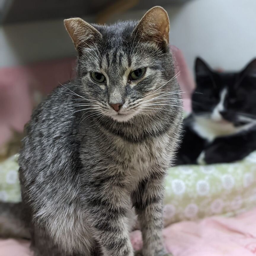 Крис в поисках дома