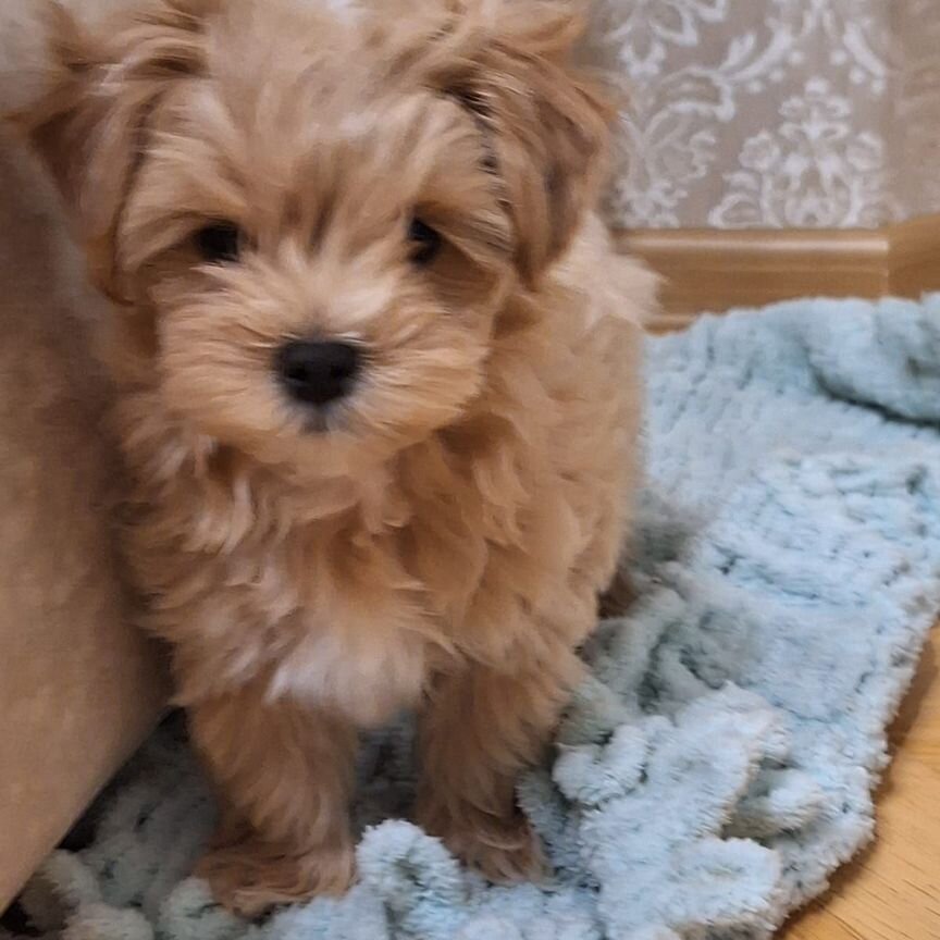 Продажа щенка мальтипу