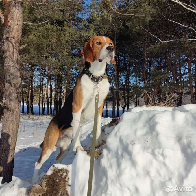 Эстонская гончая