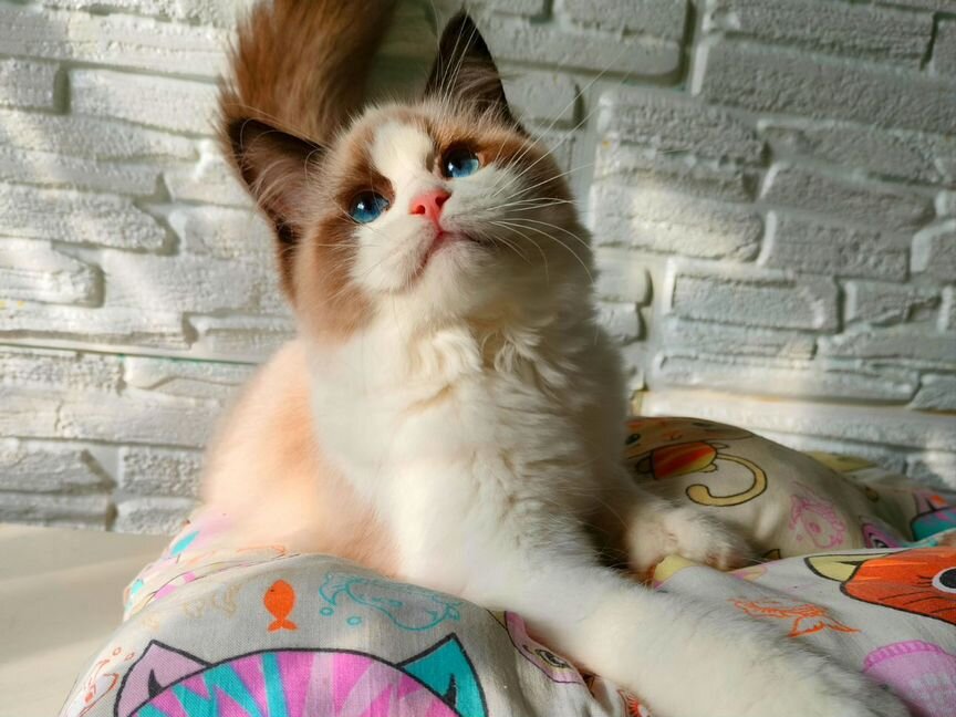 Рэгдолл девочка биколор