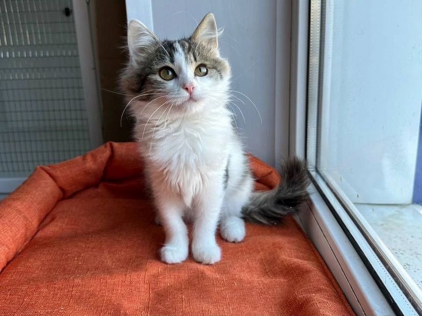 Котишки из приюта ждут человека