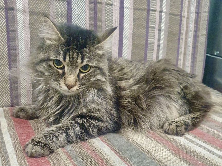 Сибиряк ищет дом