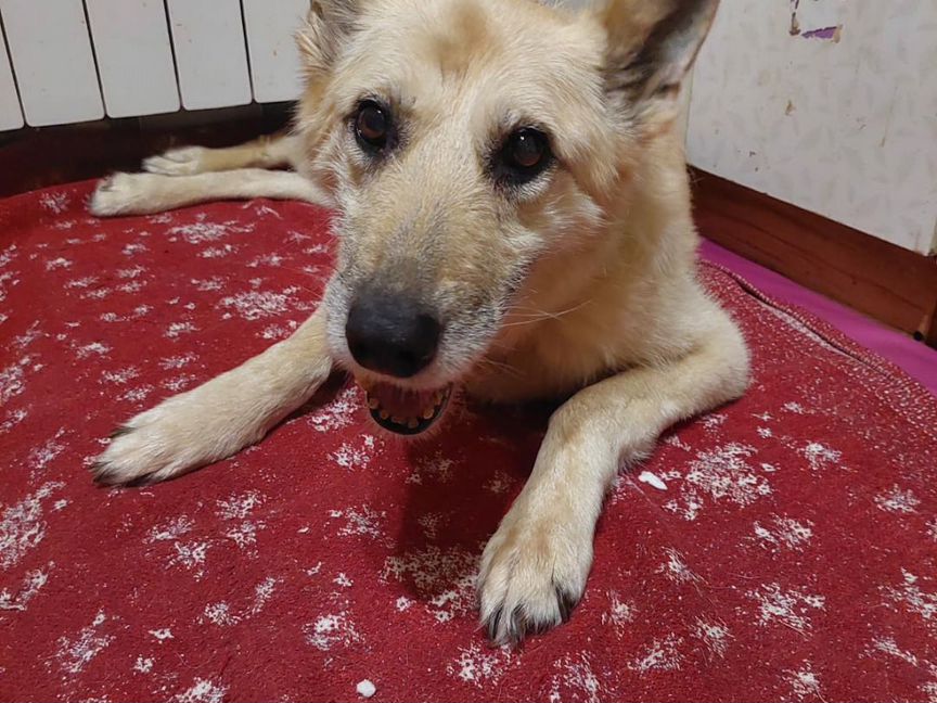 Собачка инвалид, надеятся на помощь