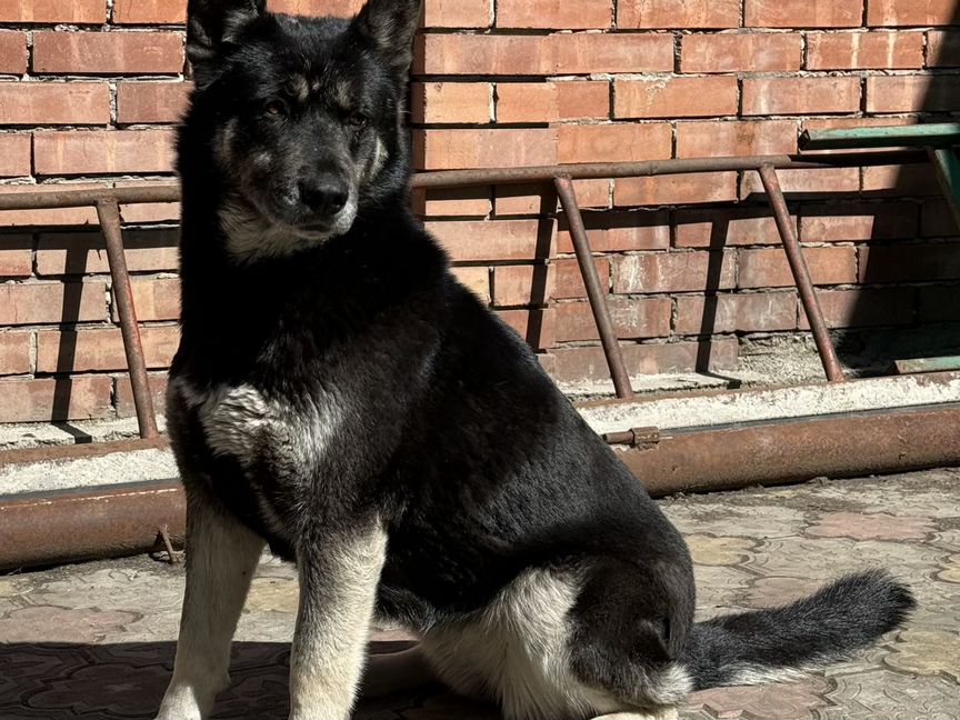 Отдам собак в добрые руки