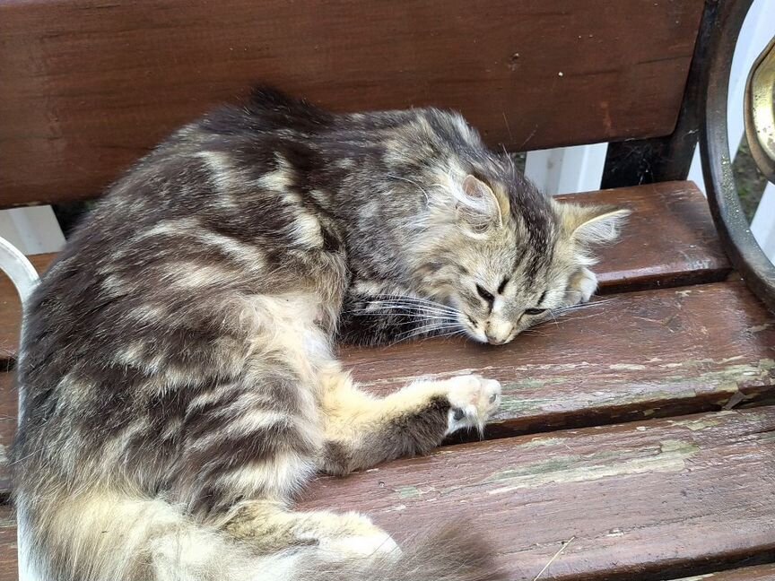 Отдадим котят в добрые руки