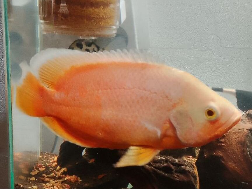 Аквариумные рыбки