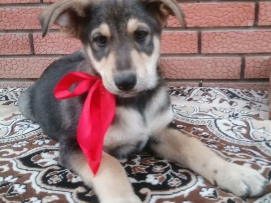 Щенок в добрые руки