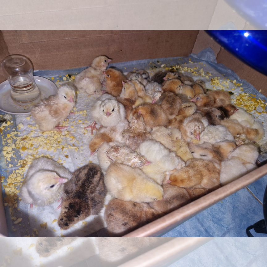 Цыплята суточные несушки
